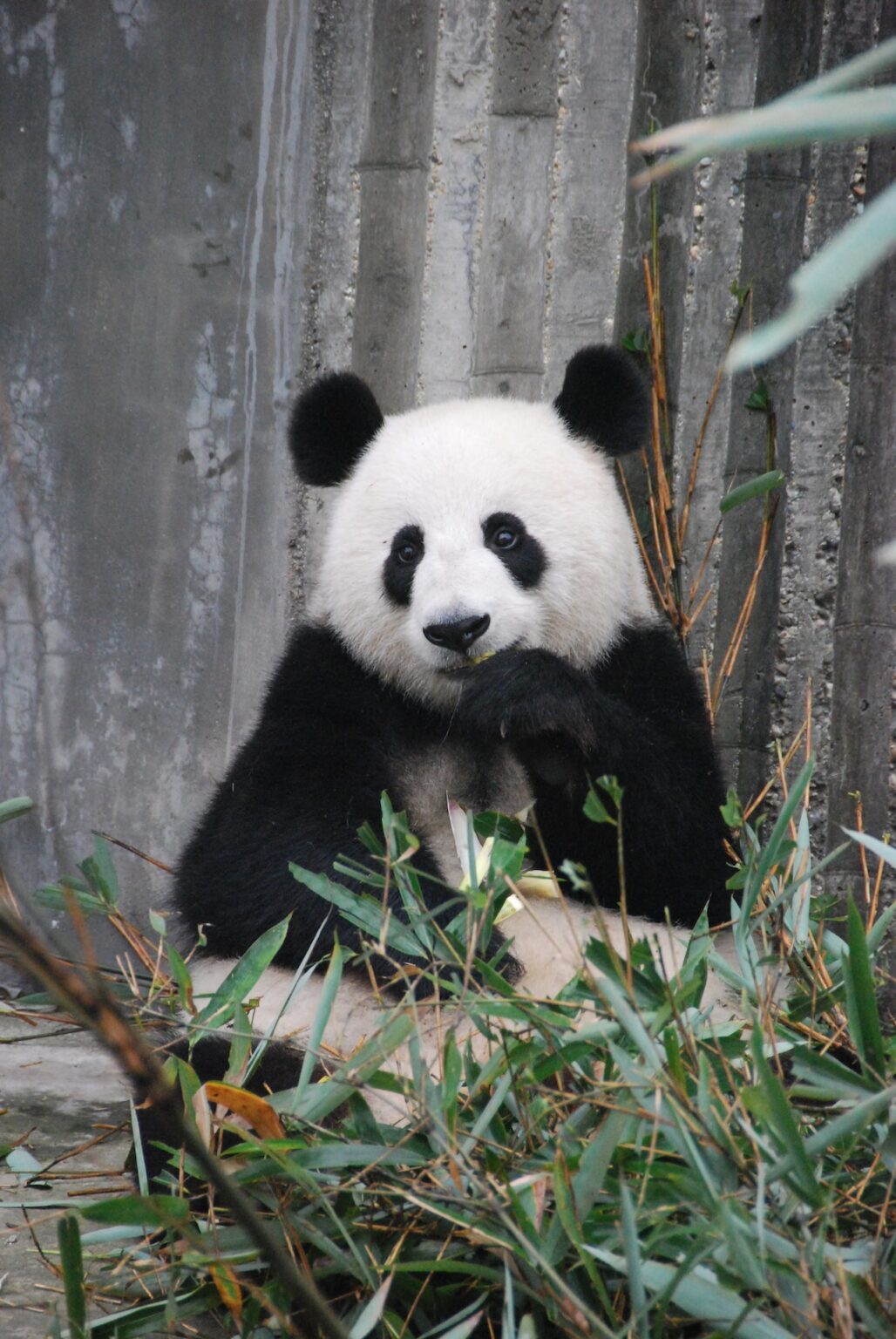 Pandas: National Treasures of China and Symbols of Conservation - Hello ...
